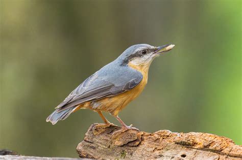Pájaro Trepador Azul Plumaje Foto gratis en Pixabay Pixabay