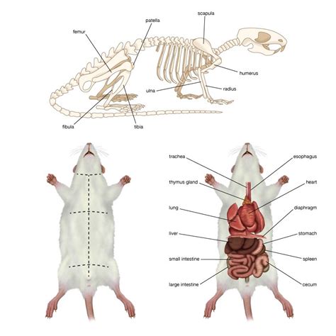 Male Rat External Anatomy At Billy Newby Blog