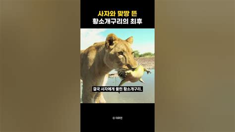 사자와 맞짱 뜬 황소개구리의 최후 Youtube