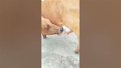 Cow🐮 🐮 🐮 Ne Apne Dudh Soyam Piya Cowcow Shorts Cow Videos Cows