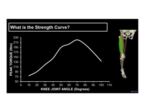 Lecture 7 Force Length Relationship And Muscle Architecture Flashcards Quizlet