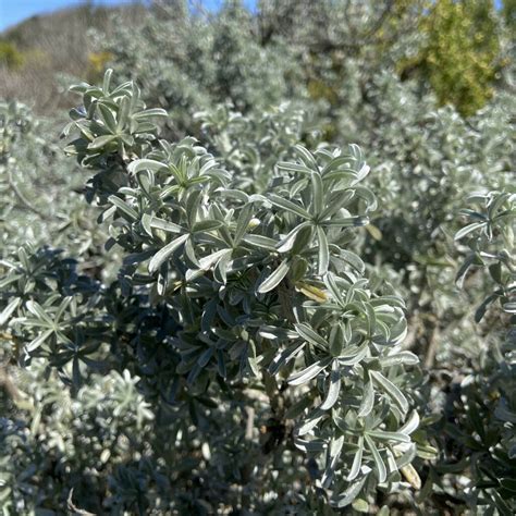 Silver Dune Lupine Guadalupe Nipomo Dunes Center