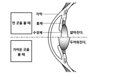 눈의 구조와 기능 네이버 블로그