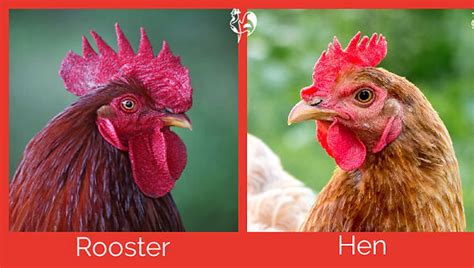 Hen Vs Rooster