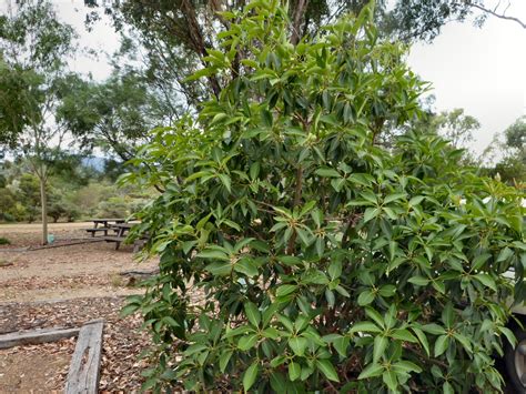 Lophostemon Confertus Queensland Brush Box Gardening With Angus
