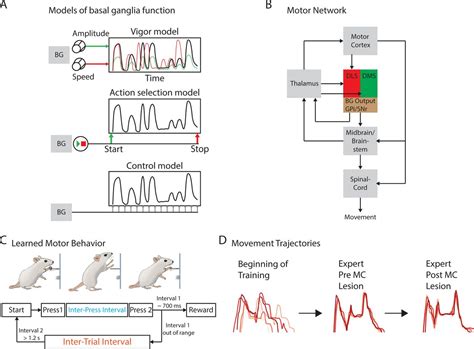 Basal Ganglia Motor Function