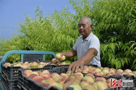 河北望都：水蜜桃变成甜蜜“致富果”美食美味频道东方养生