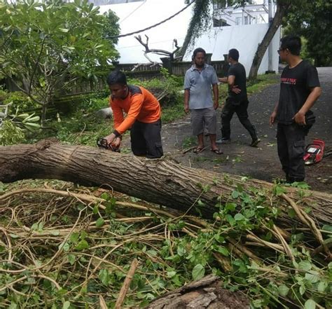 Collapsed Tree Blocks Road Access Between Denpasar And Gilimanuk The