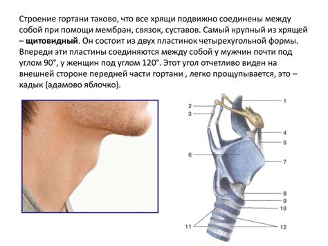 Гортань как орган фонации Online Presentation
