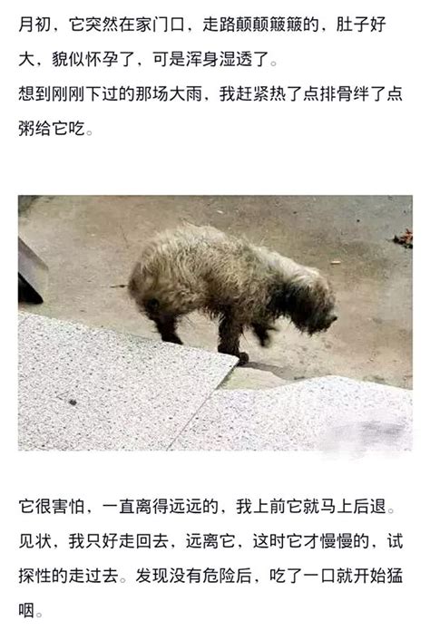 憂鬱的流浪狗狗站在門口不敢進？進門後迎來一窩小狗狗！ 每日頭條