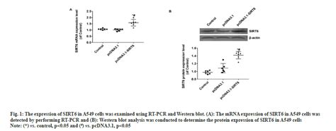 Effects Of Up Regulation Of Sirtuin 6 Expression On The Biological