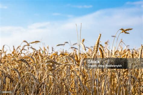 푸른 하늘에 잘 익은 밀의 귀를 클로즈업 밀 필드 풍부한 수확의 아이디어 밀의 노란 귀가있는 필드의 배경 화창한 날에 노란