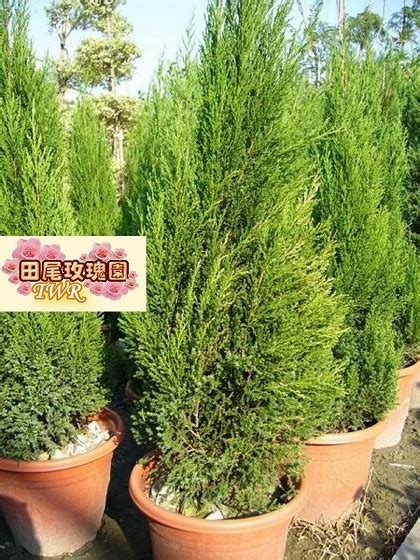 田尾玫瑰園 專業植物購物網站