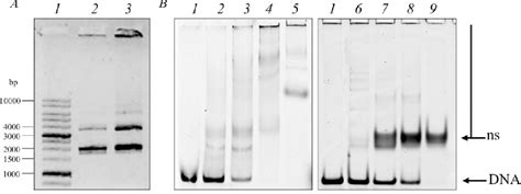Figure 1 From Optimization Of Nucleosome Assembly From Histones And