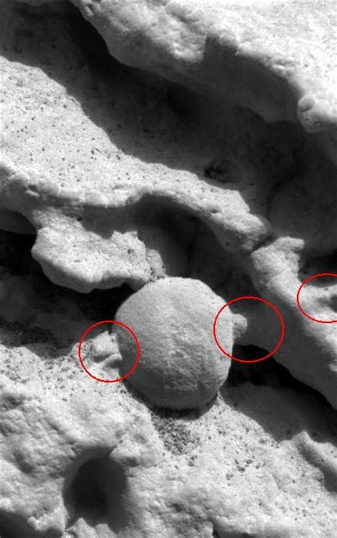The Palaeobabbler Martian Palaeontology
