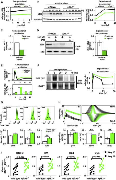 Iκbδ Limits The Proliferative Capacity Of Bcr Stimulated B Cells