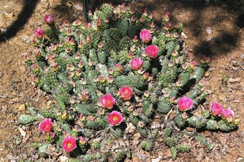 Opuntia Fragilis Fragile Pricklypear