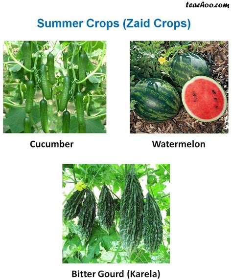 Rabi Kharif And Zaid Crops Explanation Examples And Differences