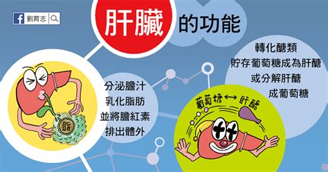 肝若不好，人生是黑白的！一篇懶人包，帶你認識超重要器官「肝臟」 風傳媒