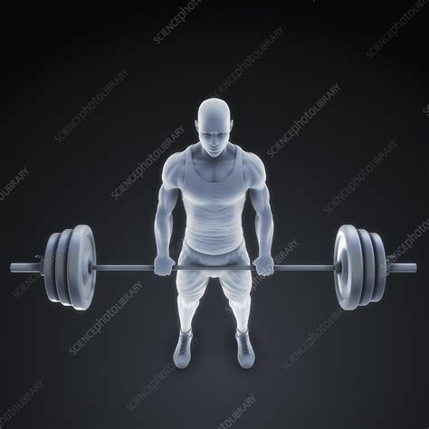 Exercise Workout Artwork Stock Image C0205378 Science Photo Library