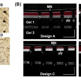 Penetration Test For MN Designs A PF Penetration To The 3rd Layer Download Scientific