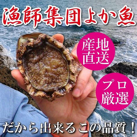 長崎産天然黒アワビ黒あわび 中・小ミックス 計600g 送料無料 よか鮑 黒アワビ よか魚com 通販 Yahooショッピング