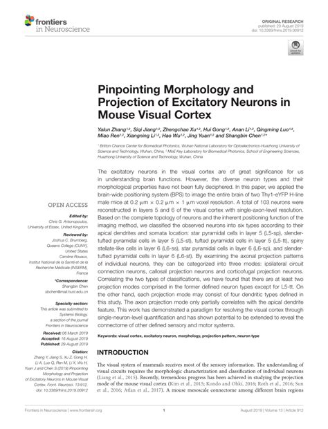 Pdf Pinpointing Morphology And Projection Of Excitatory Neurons In Mouse Visual Cortex