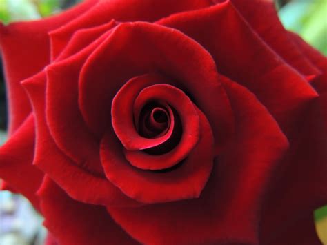 Fotos Gratis Naturaleza Flor Pétalo Florecer Floral Aroma Amor