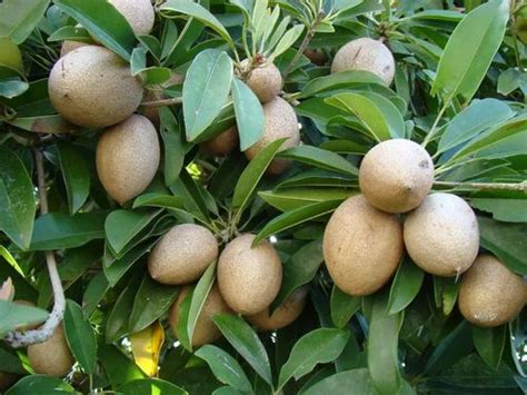 Full Sun Exposure Milk Sapota Plant For Fruits At Best Price In Tanuku