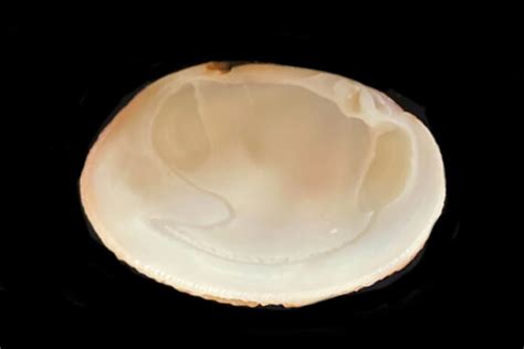 Many Ridged Venus Clam Shell Mexican