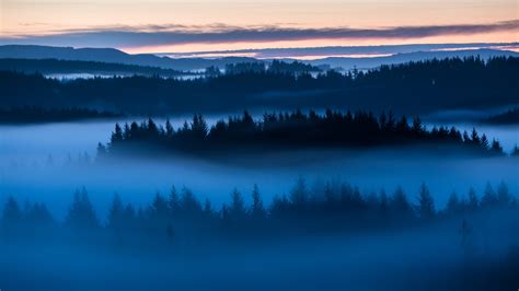 Forest Wallpaper 4K Sunrise Fog Above Clouds Trees