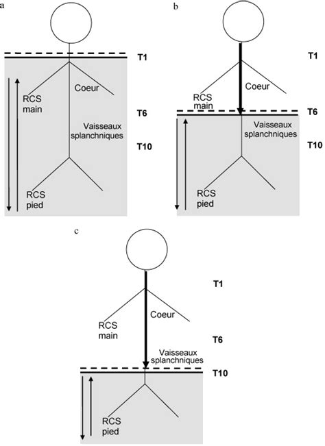 The Isolated Sympathetic Spinal Cord Cardiovascular And Sudomotor Assessment In Spinal Cord