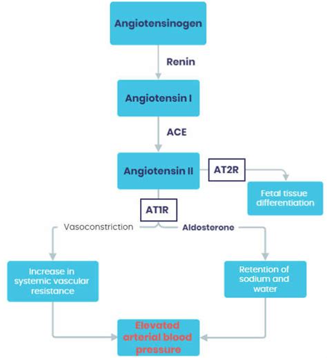 The Scheme Of The Raas Function Ace Angiotensin Converting Enzyme