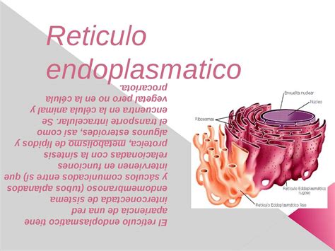 Calaméo RetÍculo EndoplasmÁtico