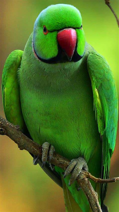 100 Parrot Wallpapers