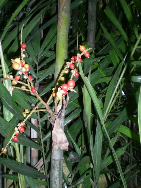 Areca Concinna Eflora Of India