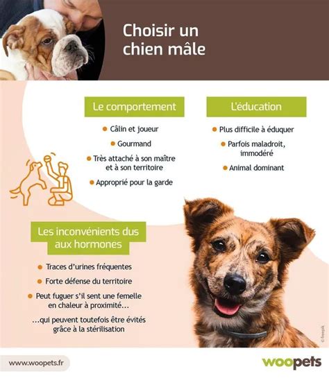 Comment Choisir Son Chien Mâle Ou Femelle Communauté Ma