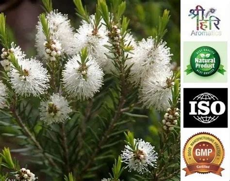 Tea Tree Extract Packaging Type Plastic Bottle At Rs 1210 Kg In Delhi