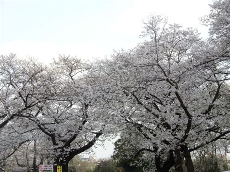 川崎市緑が丘霊園墓掃除見積もり 川崎市緑が丘霊園お墓掃除のブログ