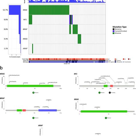 Waterfall Plot Oncoplot Of The Distribution Of Mutations Found In Our