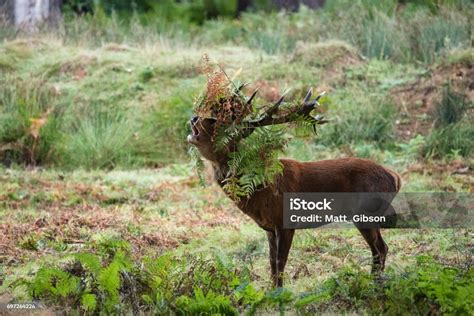 가을에 박힌 시즌 동안 숲 풍경에 장엄한 강력한 레드 사슴 사슴 Cervus Elaphus 가을에 대한 스톡 사진 및 기타