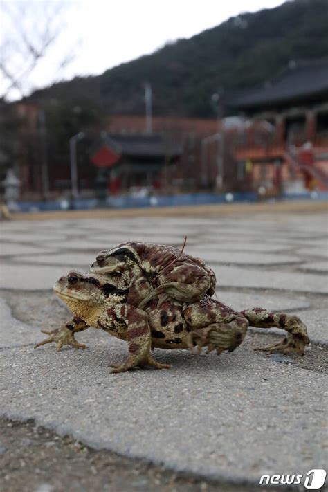 포근한 날씨 속 겨울잠 깬 두꺼비