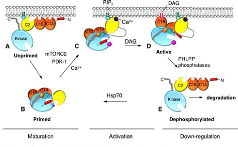 Protein Phosphorylation Mechanism