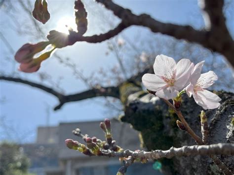 3月30日院内の様子 慶友病院