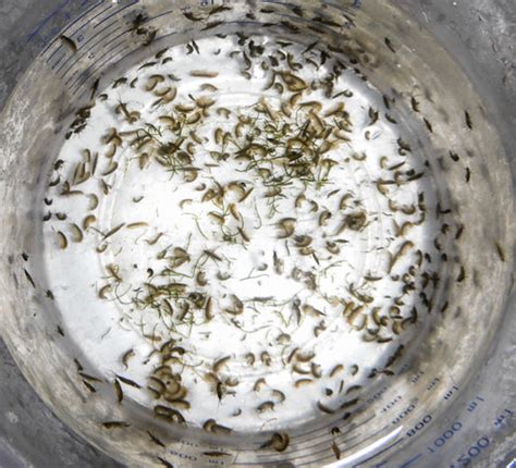 Live Plants 1 2 Cup Aquaculture Nursery Farms Chaetomorpha Macro Algae
