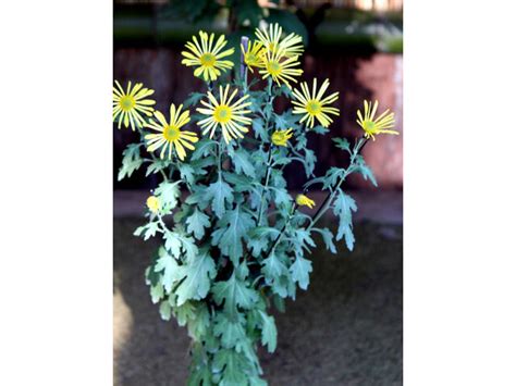 肥後菊 菊古典菊 Chrysanthemum Morifolium Cv Higo かぎけん花図鑑
