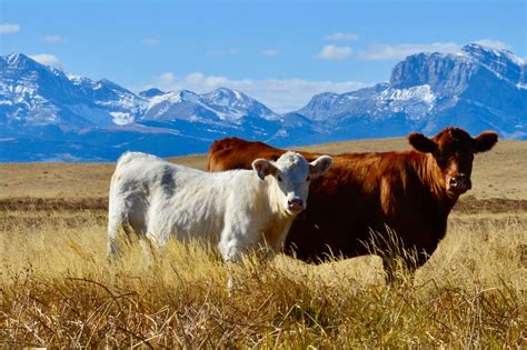 Adding DeBruycker Charolais For A Terminal Cross Will Add Pounds To Your Bottom Line
