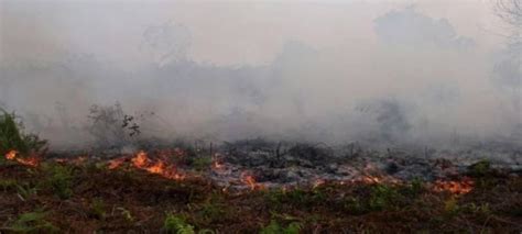1 Hektare Lahan Di Subak Penggoncangan Terbakar Kolom Desa