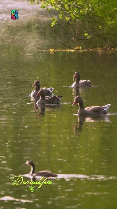 منظره ایی بارانی با صدای استاد معین Sony A7rv Hlg3 Bt2020 Iran معین