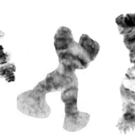 inversion sequences of chromosome iv g glyptotendipes glaucus